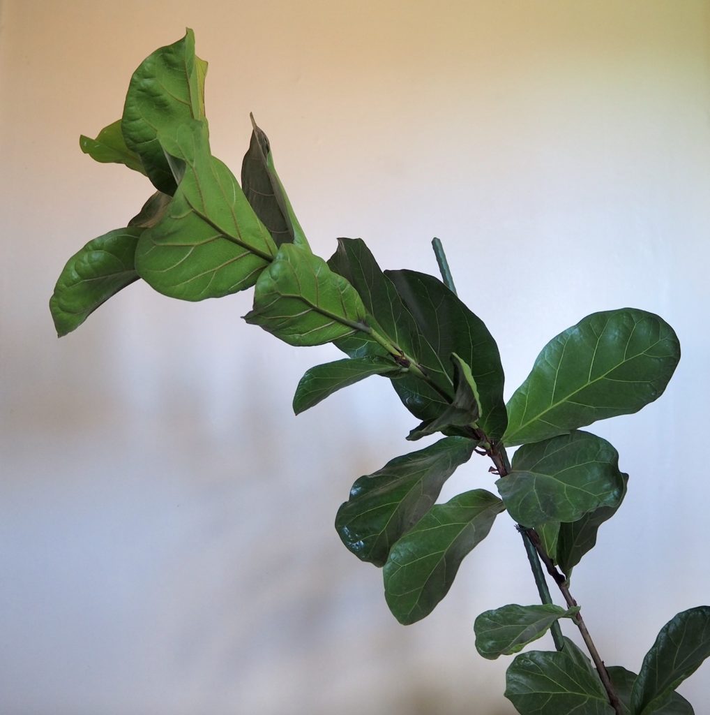 Ficus elastica tineke update: branching progress + making plants from ...